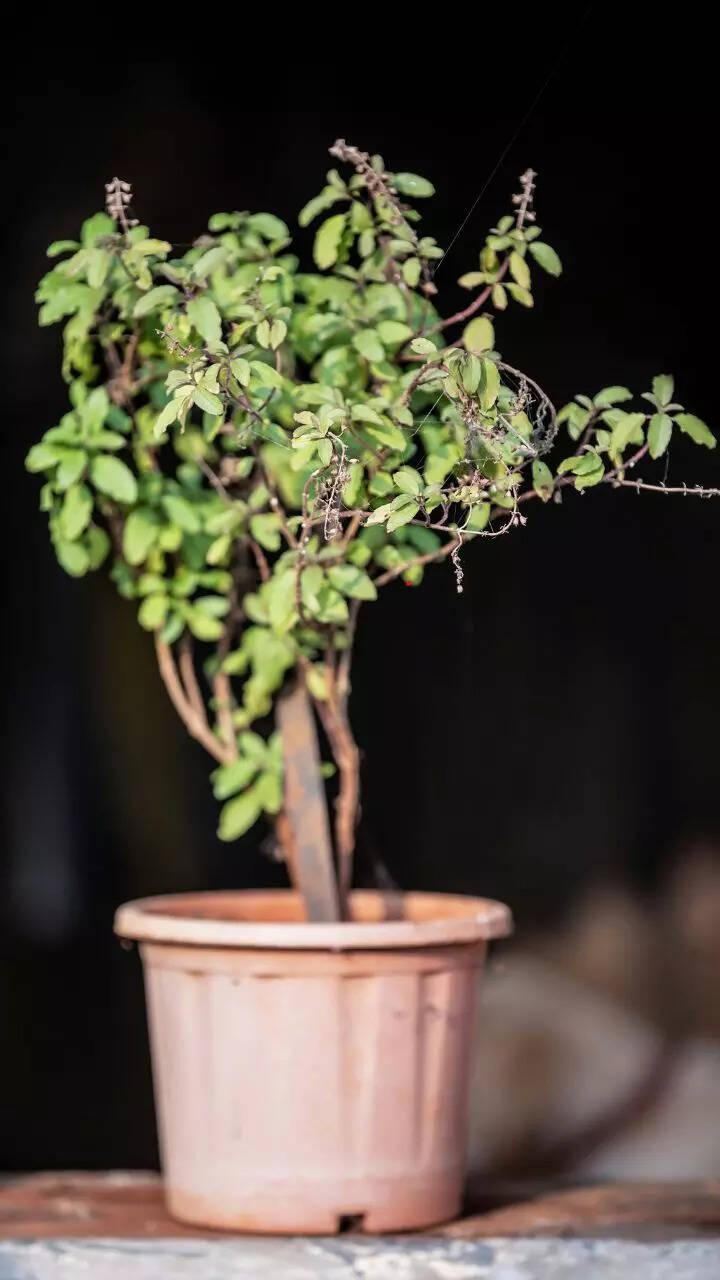 8 reasons why a Tulsi plant stops growing and how to improve it