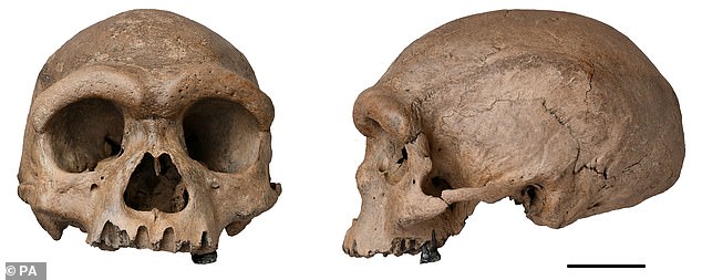 Ancient skull is first ever found from lost group of ancient humans ...