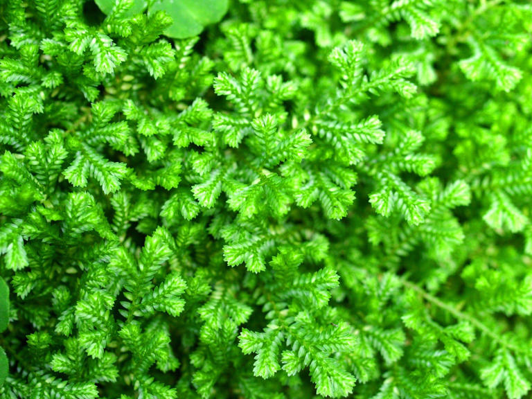 Características, tipos y hábitats de las plantas pteridófitas: guía ...