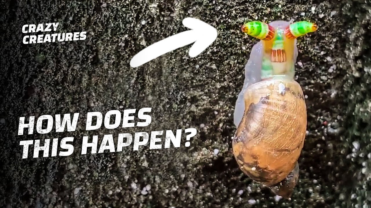 These Worms Turn Snails Into Living Disco Balls!