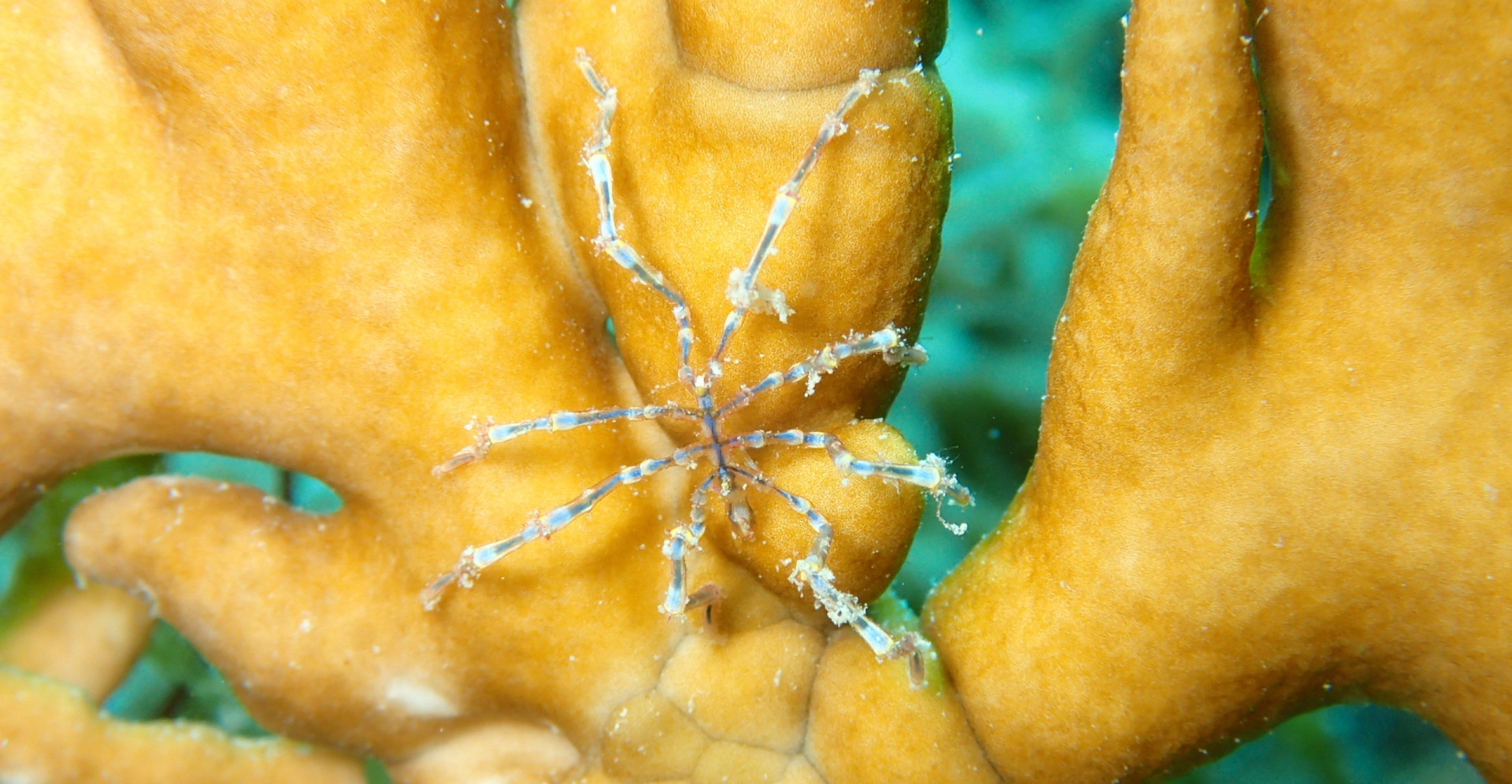 Deep-sea spiders found living on methane gas