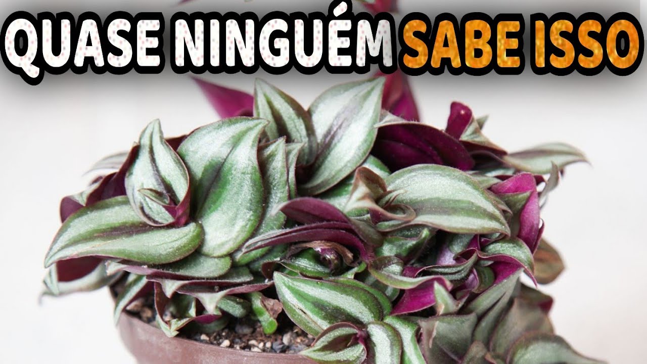 Se Você Não Tem Essa Planta em Casa Vai se Arrepender Depois de Saber ...