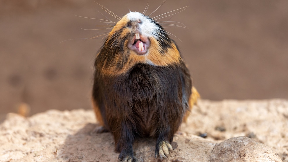 9 funny guinea pig behaviors and what they mean