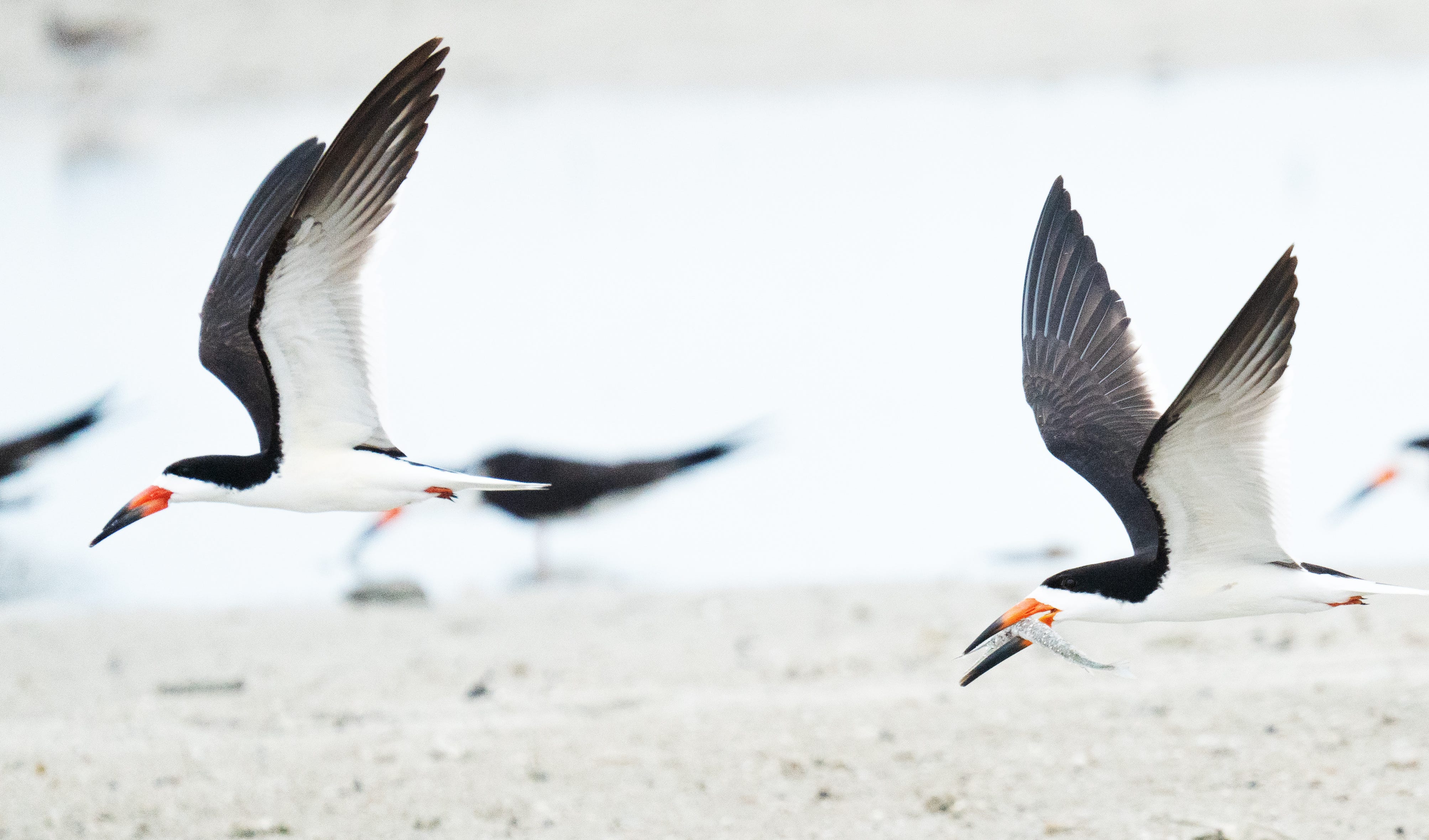 No tourists and an empty beach: Remembering a Fort Myers Beach that no ...