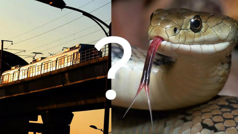Snake in Delhi Metro? Women scream and jump onto seats as ladies’ coach ...