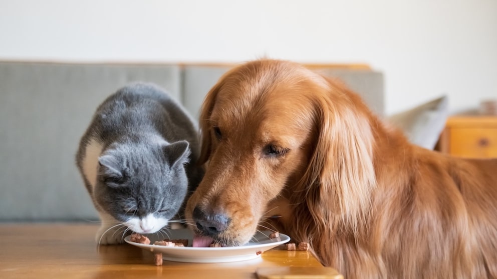 Can dogs eat cat food?