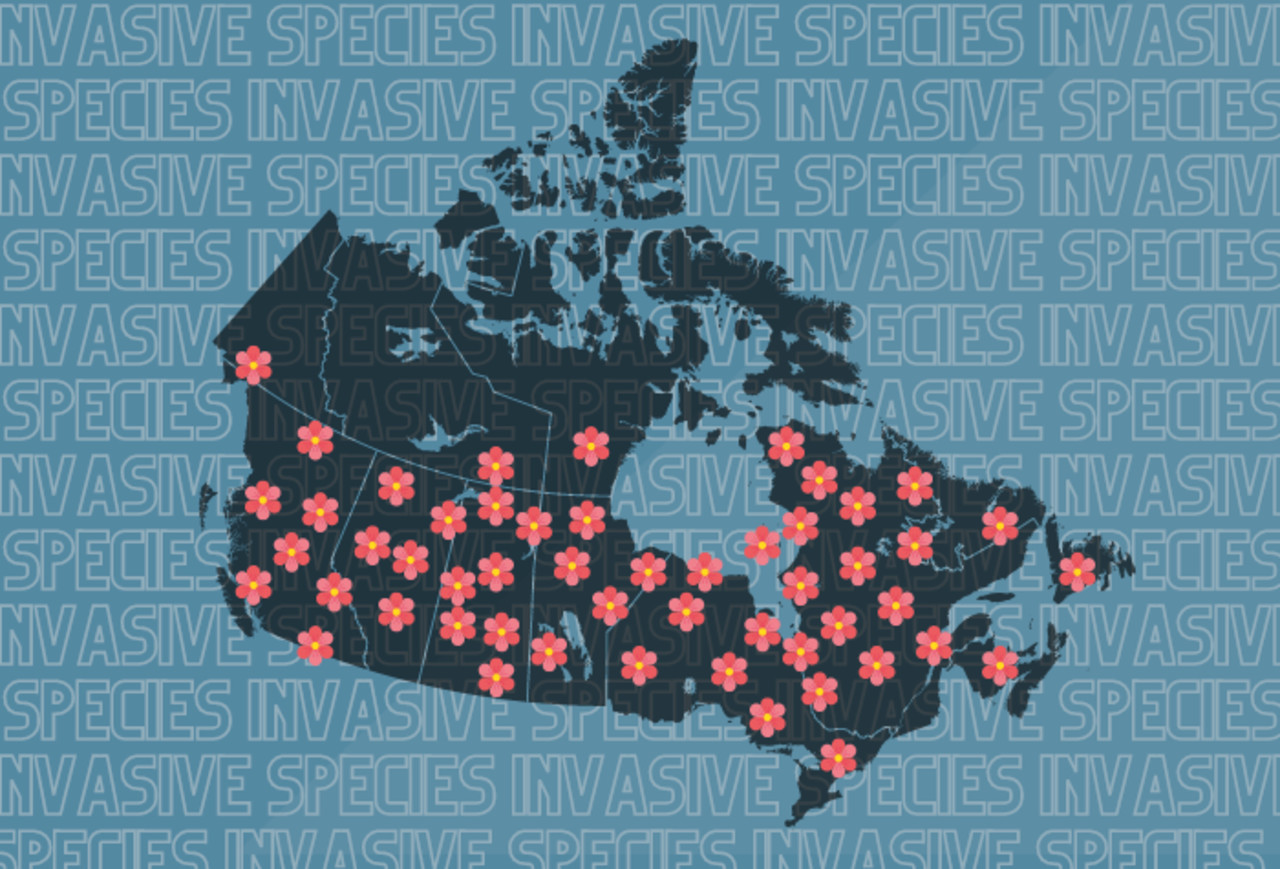What are invasive plant species? And how much harm can they do?