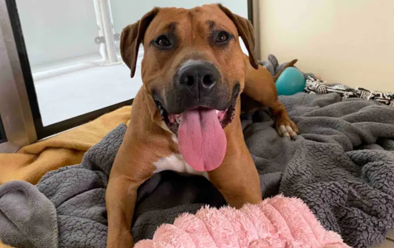 These 19 loving dogs and puppies at the Dogs Trust are looking for ...