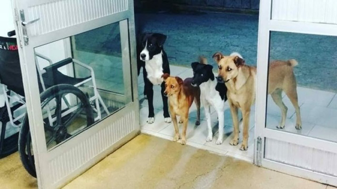 Homeless Man Admitted To Hospital, His Stray Dog Friends Wait For Him ...