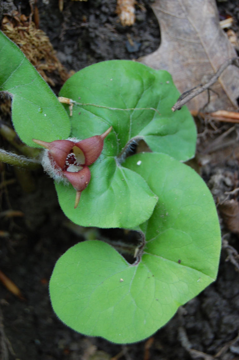 What plants grow best in dry shade? Here are 3 shade perennials to plant
