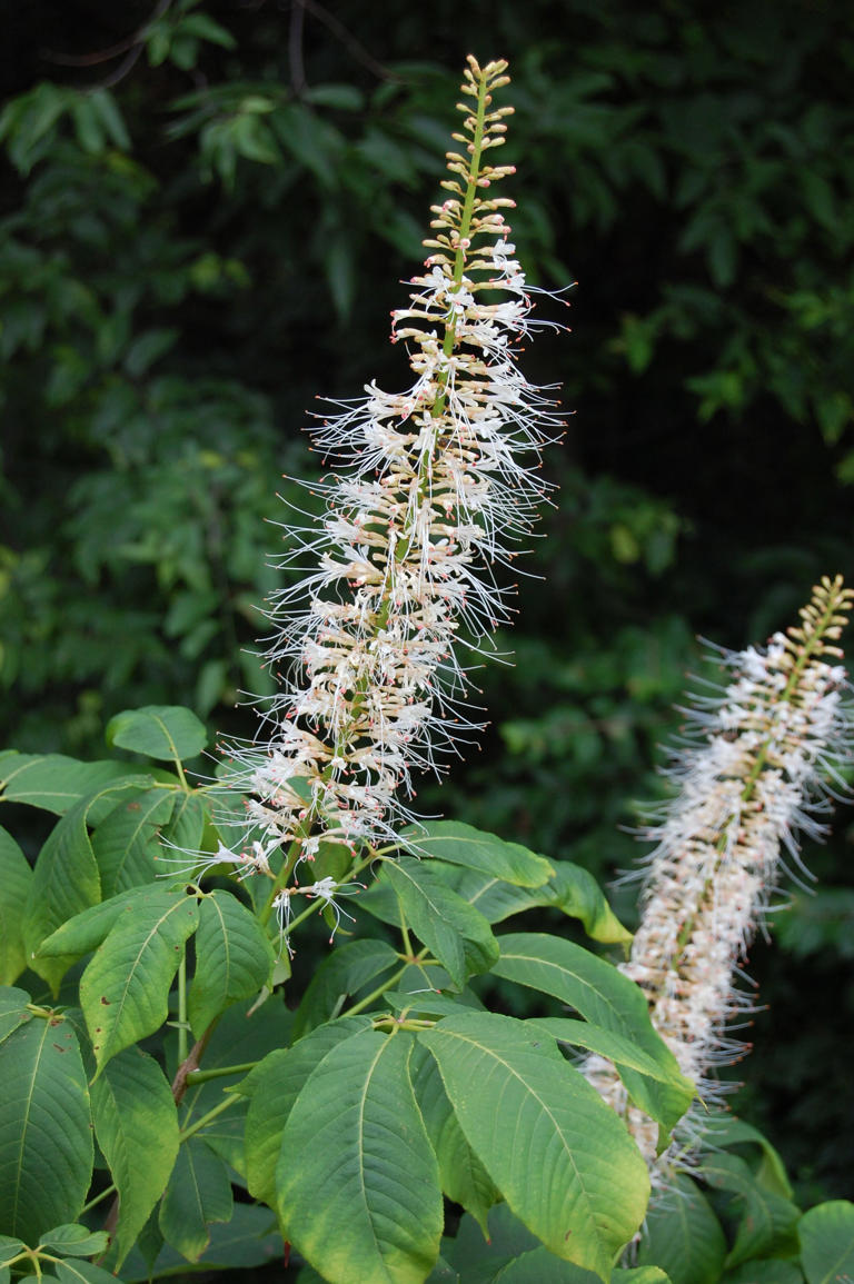 What plants grow best in dry shade? Here are 3 shade perennials to plant