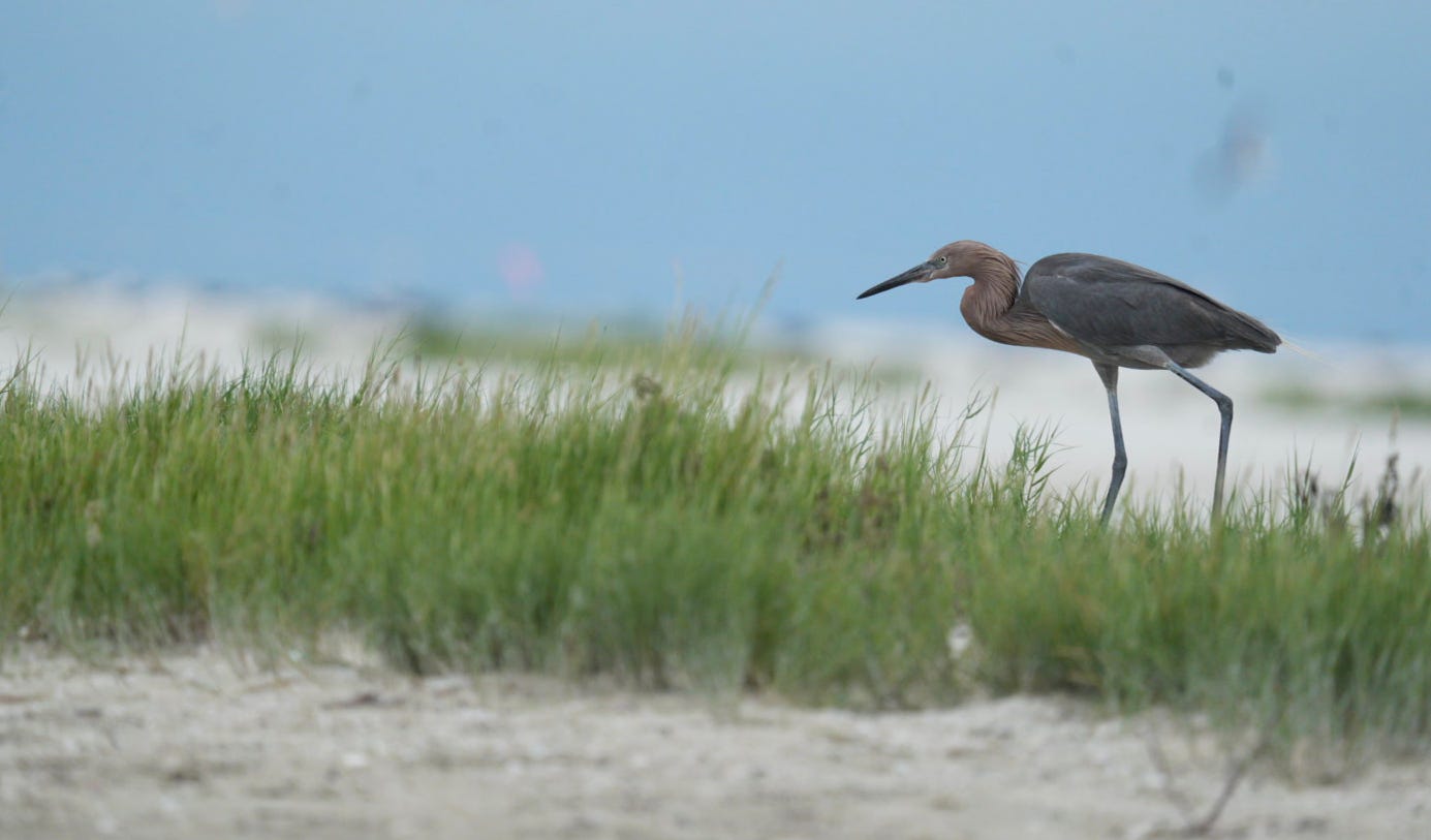 Birdwatchers delight: See Fort Myers Beach shorebirds swooping and ...