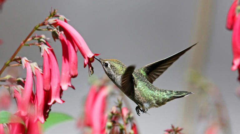 Lure Hummingbirds To Your Yard By Planting A Bright Red Tubular Flower