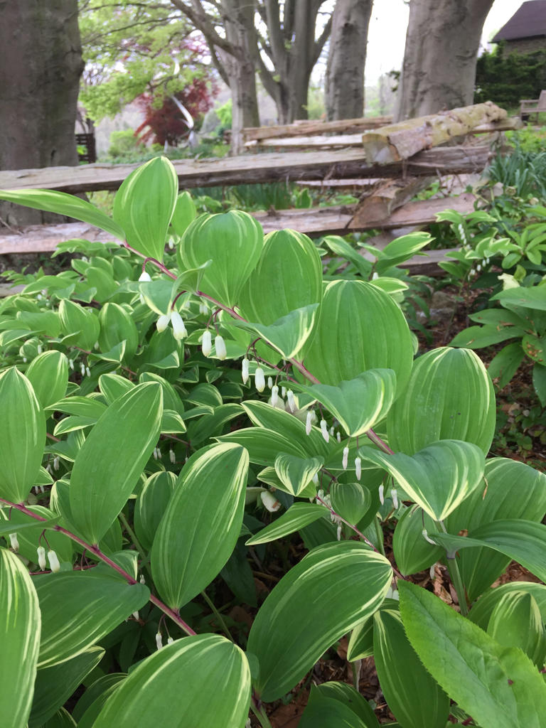 What plants grow best in dry shade? Here are 3 shade perennials to plant