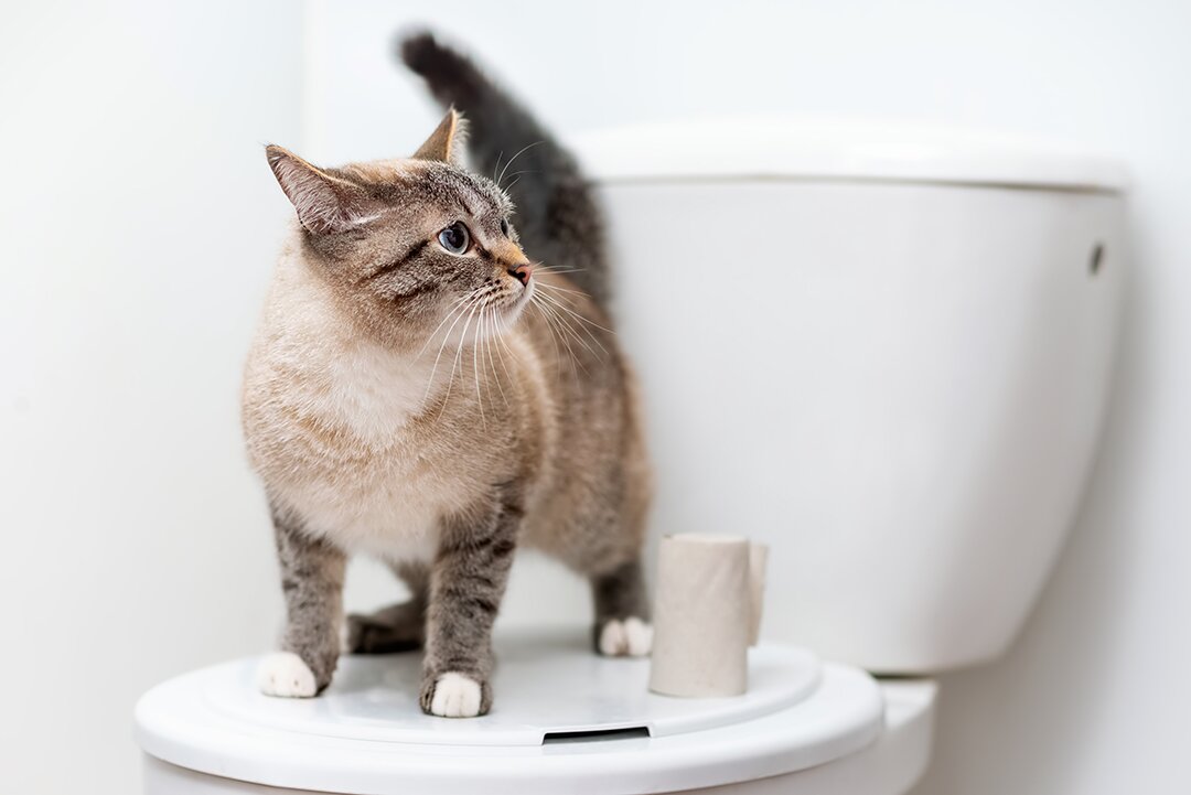 Il segreto giapponese per insegnare al gatto ad usare il WC