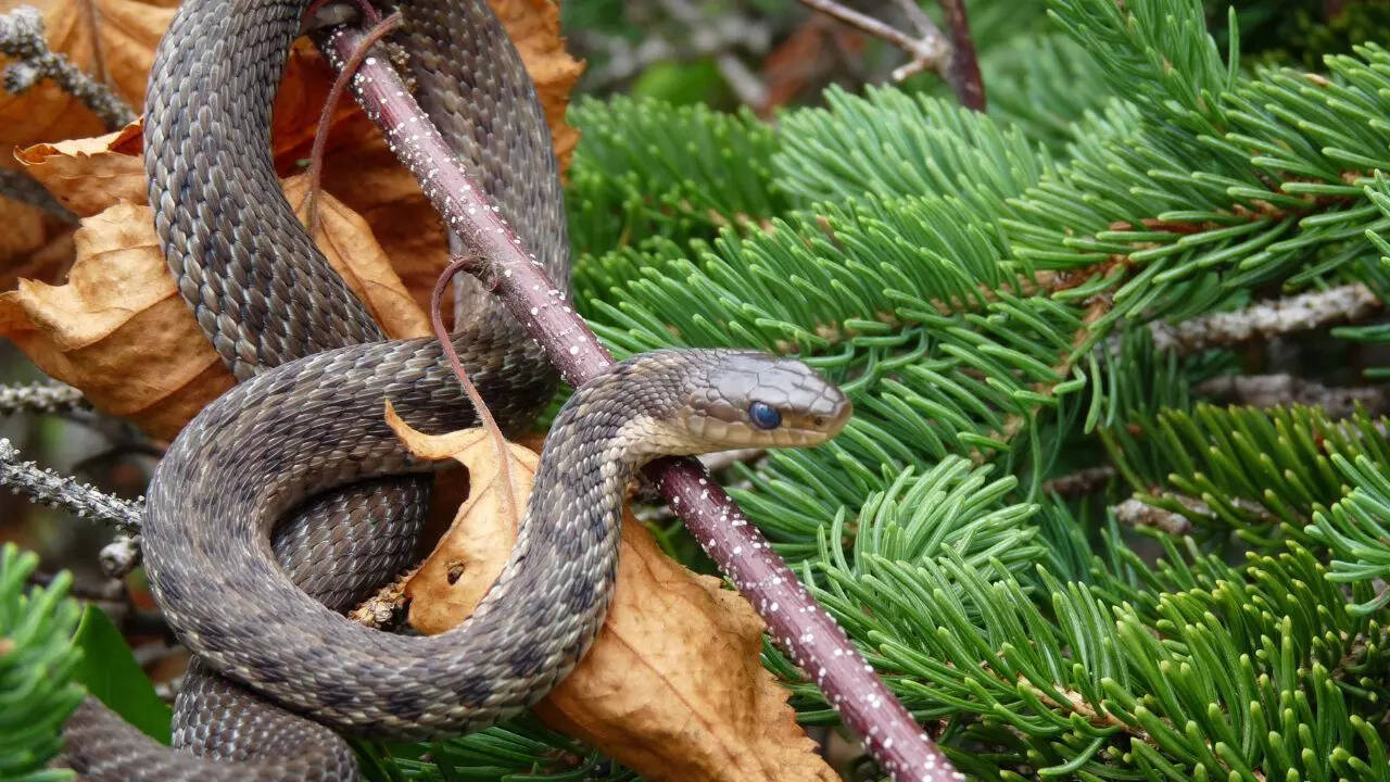 Chemicals and natural ingredients that keep snakes away from home and ...