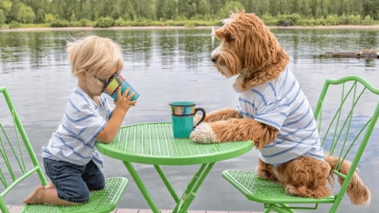 3 Year Old Boy Forms Adorable Bond With Foster Family’s Dog