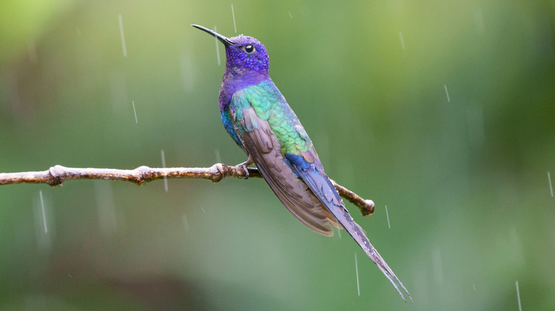 Lure Hummingbirds To Your Yard By Planting A Bright Red Tubular Flower