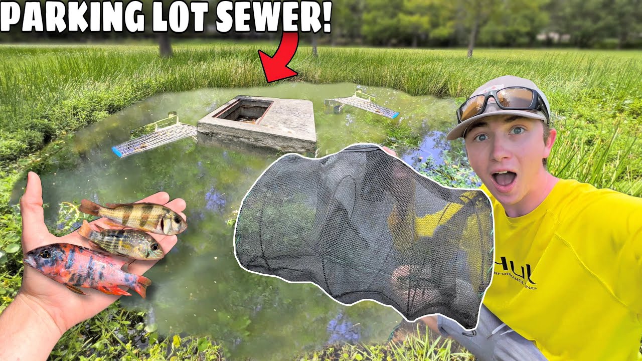 FISH TRAP CATCHES AQUARIUM FISH in PARKING LOT SEWER!