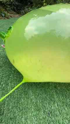 Gecko Flooded My Garden
