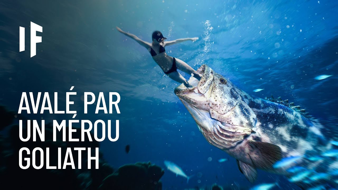 Et Si Vous Vous Faisiez Avaler Par Un Mérou Goliath