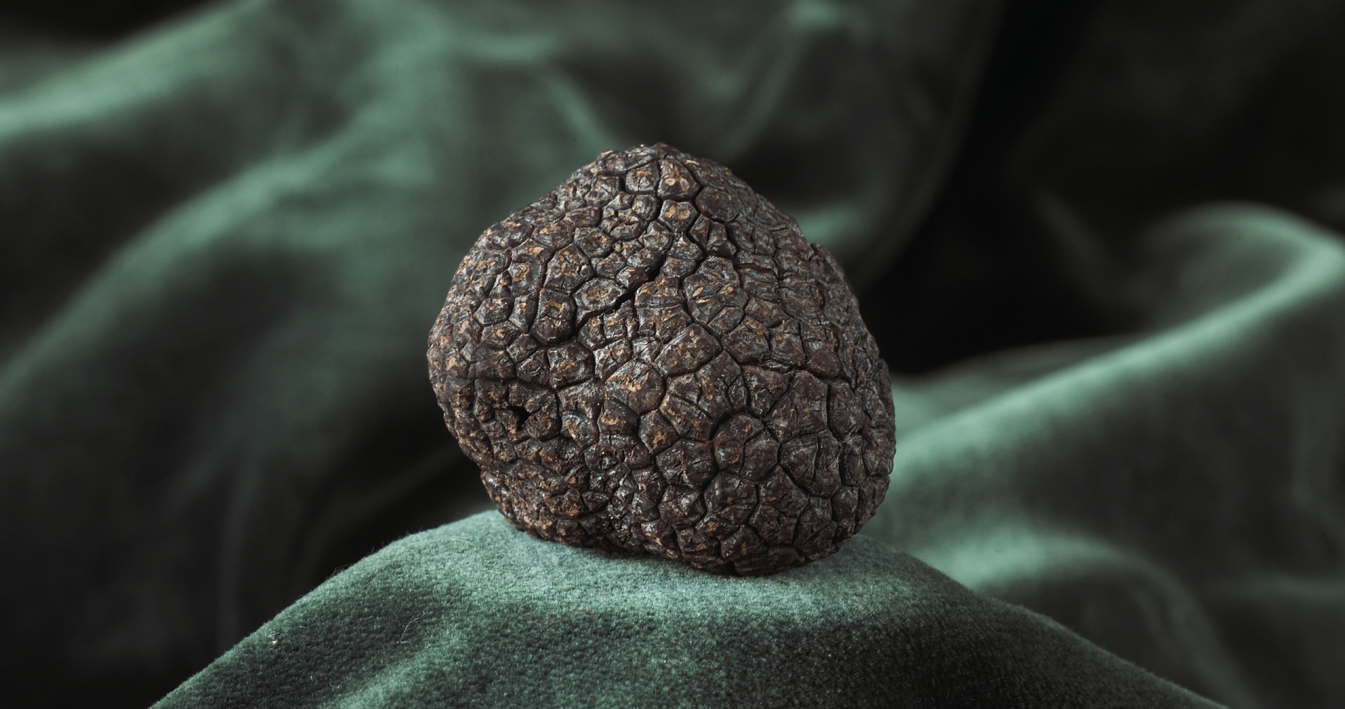 The fascinating story of truffles