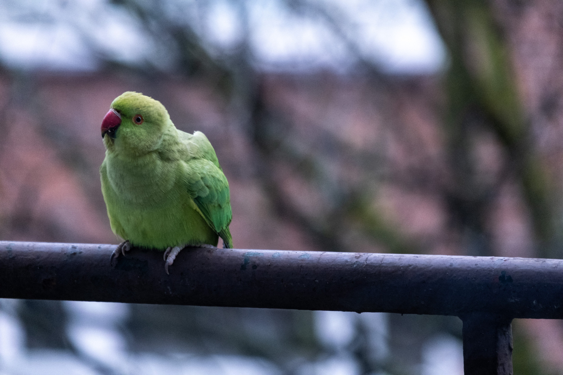 Why parakeets are spreading across Europe