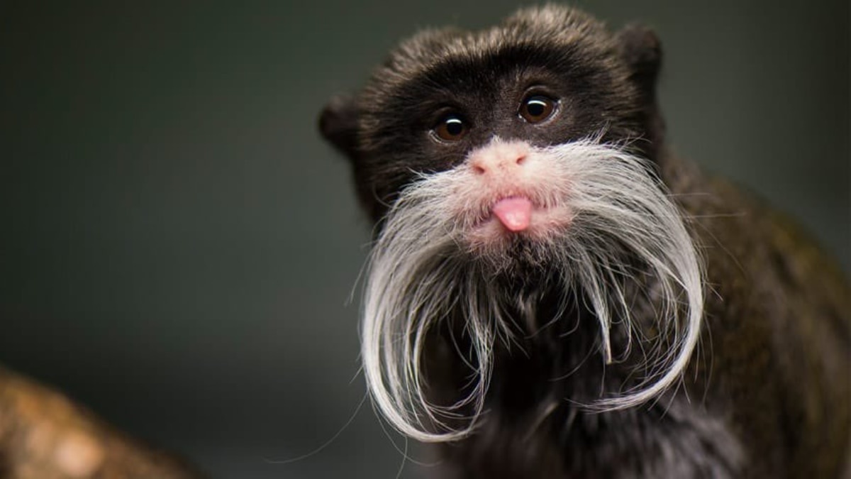 Meet The World’s Most Unusual Monkeys — From Capuchins To Mandrills