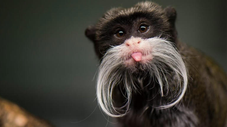 Meet The World’s Most Unusual Monkeys — From Capuchins To Mandrills