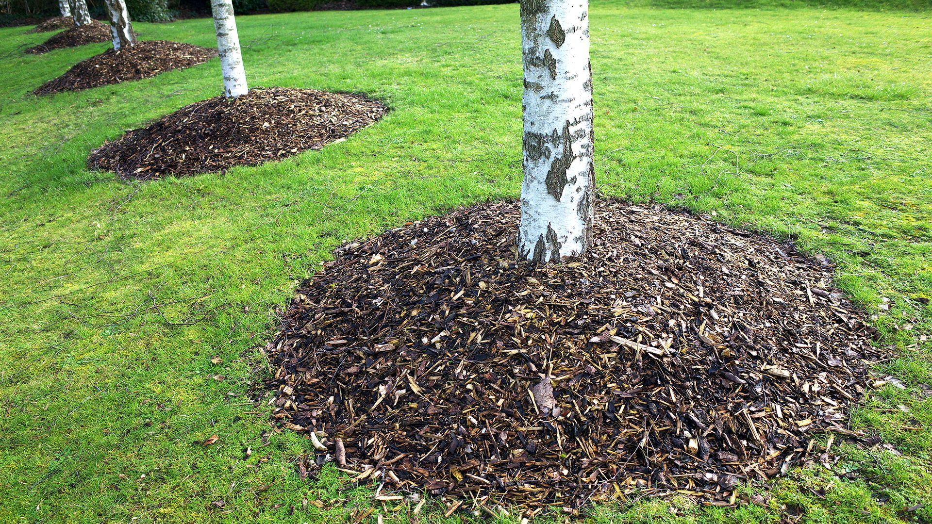 Professional landscaper warns that 'mulch volcanoes' are killing your ...