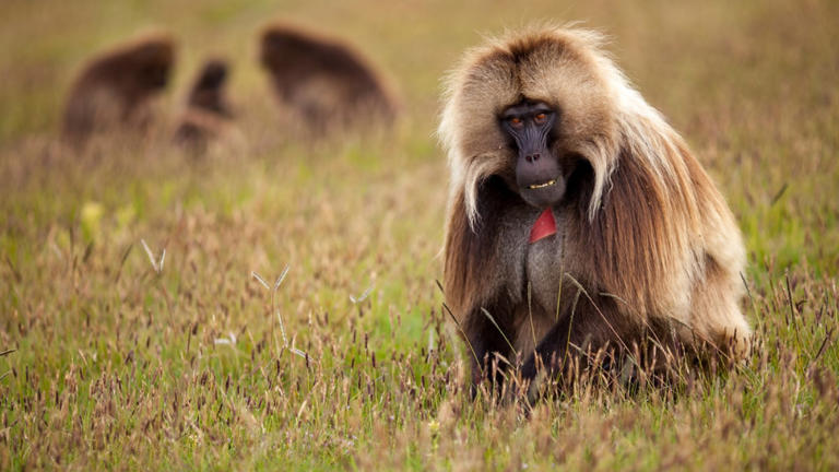 Meet The World’s Most Unusual Monkeys — From Capuchins To Mandrills