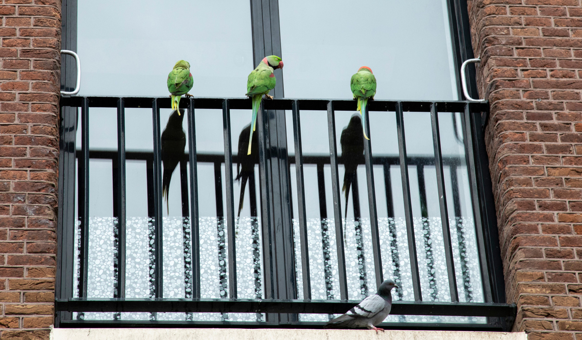 Why parakeets are spreading across Europe