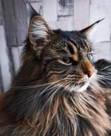 Najpiękniejsze koty rasowe. Oto najbardziej popularne rasy kotów w Polsce. Te koty rasowe ...