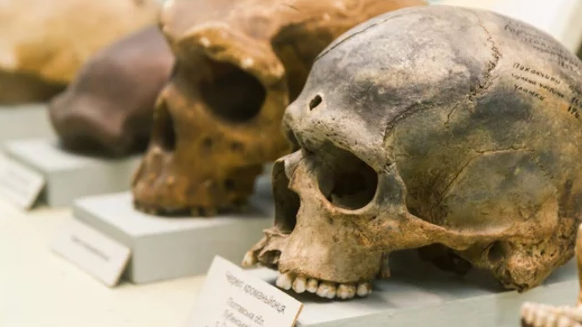 Extinct Human Species And How They Differ