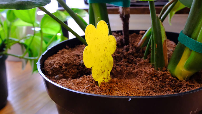 Monstera leaves curling? Here's what your plant is trying to tell you