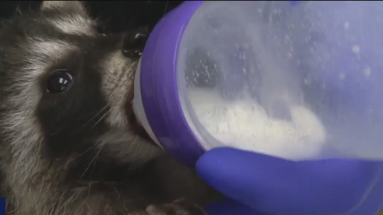 Bay Area wildlife center seeing influx of raccoons, skunks, hawks, owls