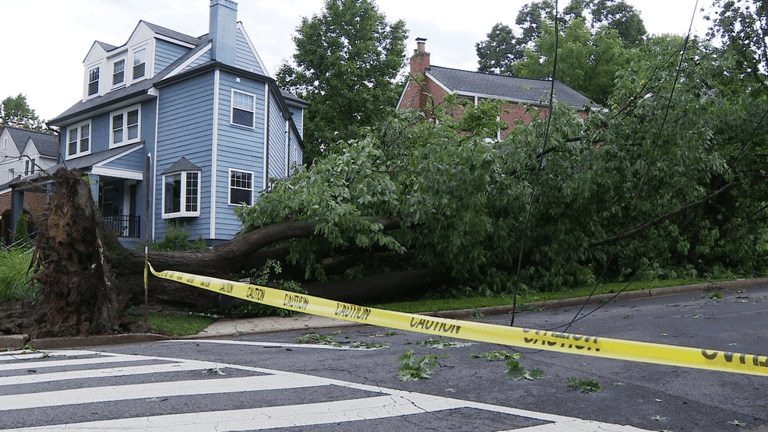 Tree topples during storm after NW DC residents say they previously had ...