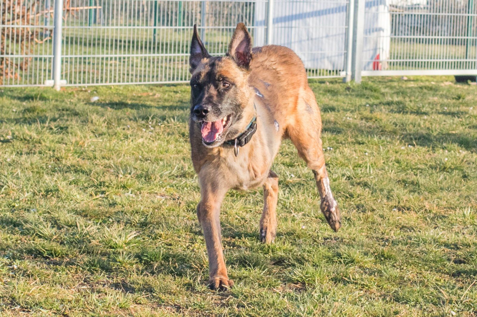 Stark : le malinois rescapé : un an de prison ferme pour son bourreau