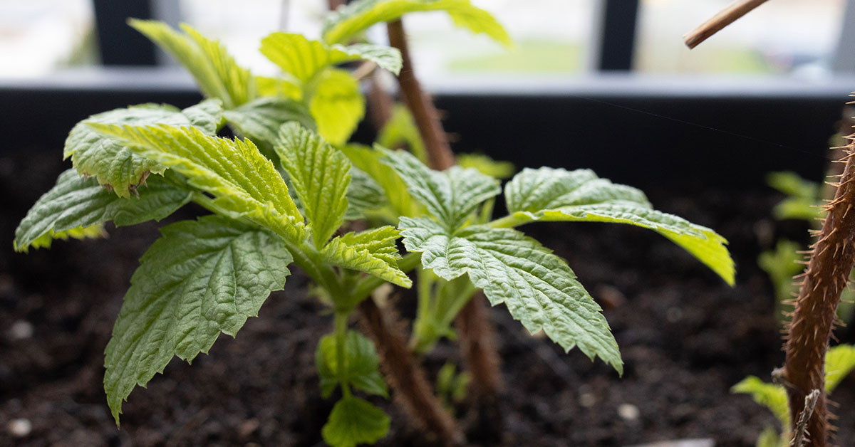 15 Perfect Companion Plants To Grow With Your Raspberries