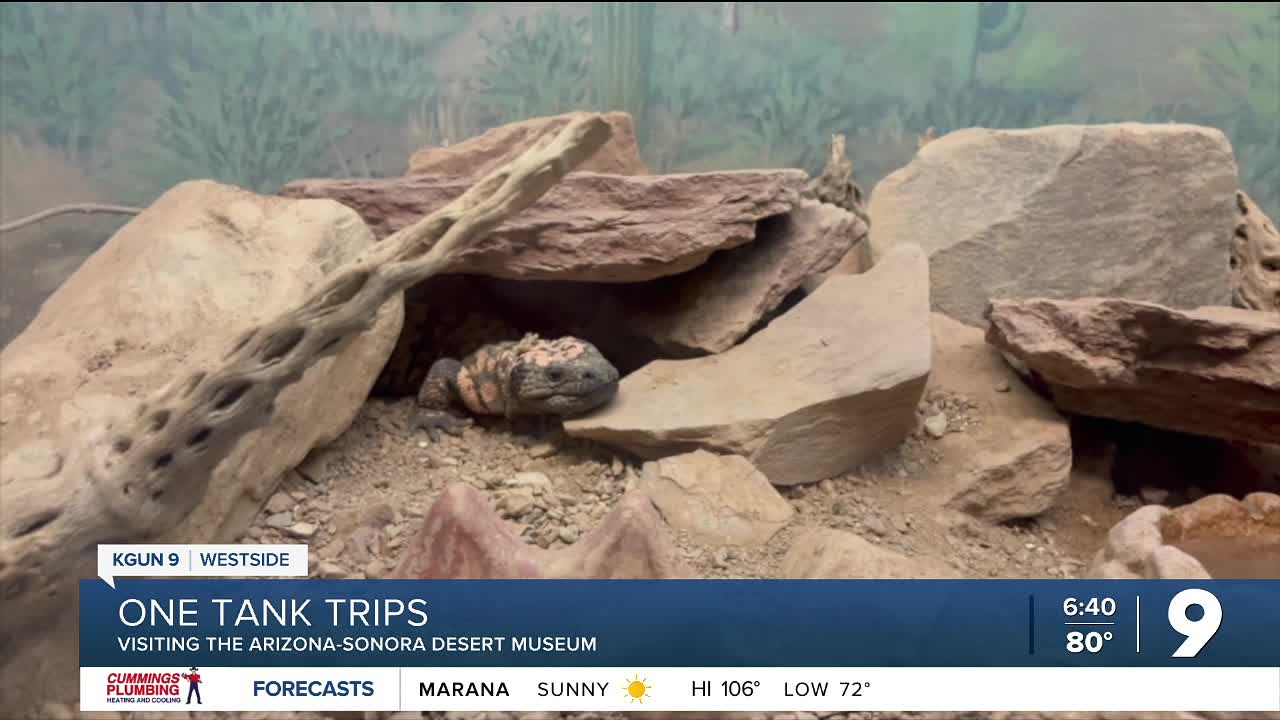 One Tank Trip Desert Museum