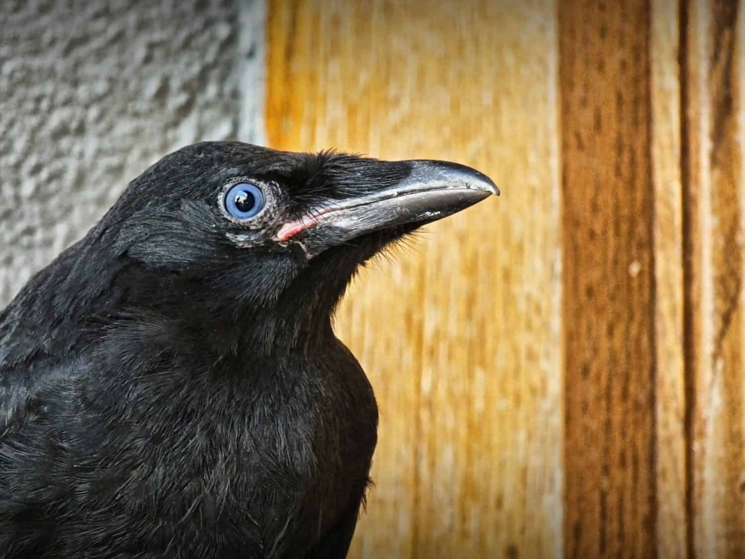 Can crows really speak English?