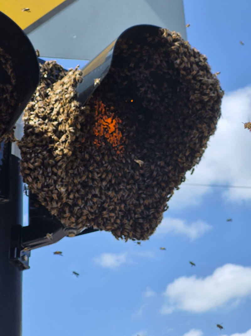 'People running away screaming' from swarm of bees at Limerick city ...