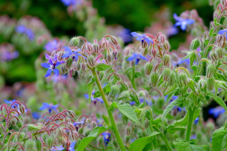 These Are the 9 Best Plants to Grow Alongside Strawberries This Summer