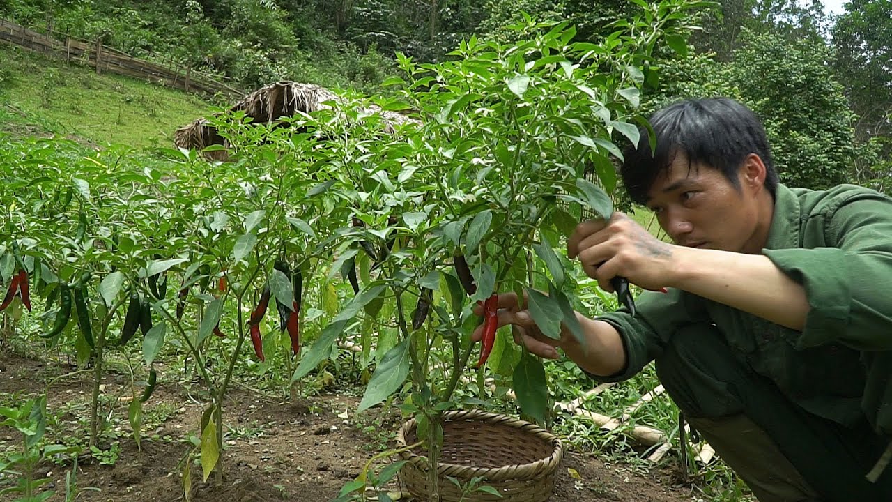 Saya sedang memanen cabai di hutan hujan! 🌶️