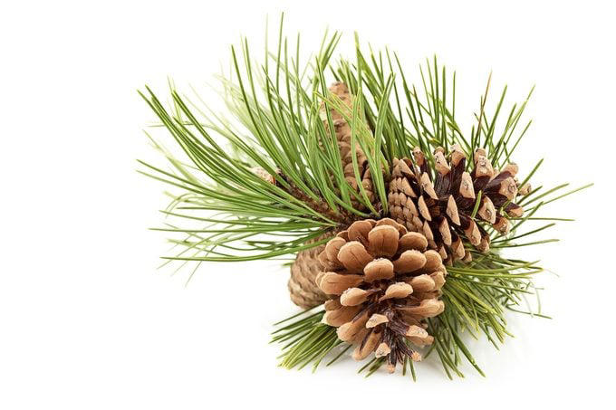 7 Fascinating Facts About Conifers