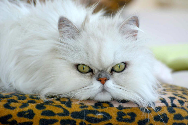 10 Flat-Faced Cat Breeds That Look Like Tiny Grumpy Old Men
