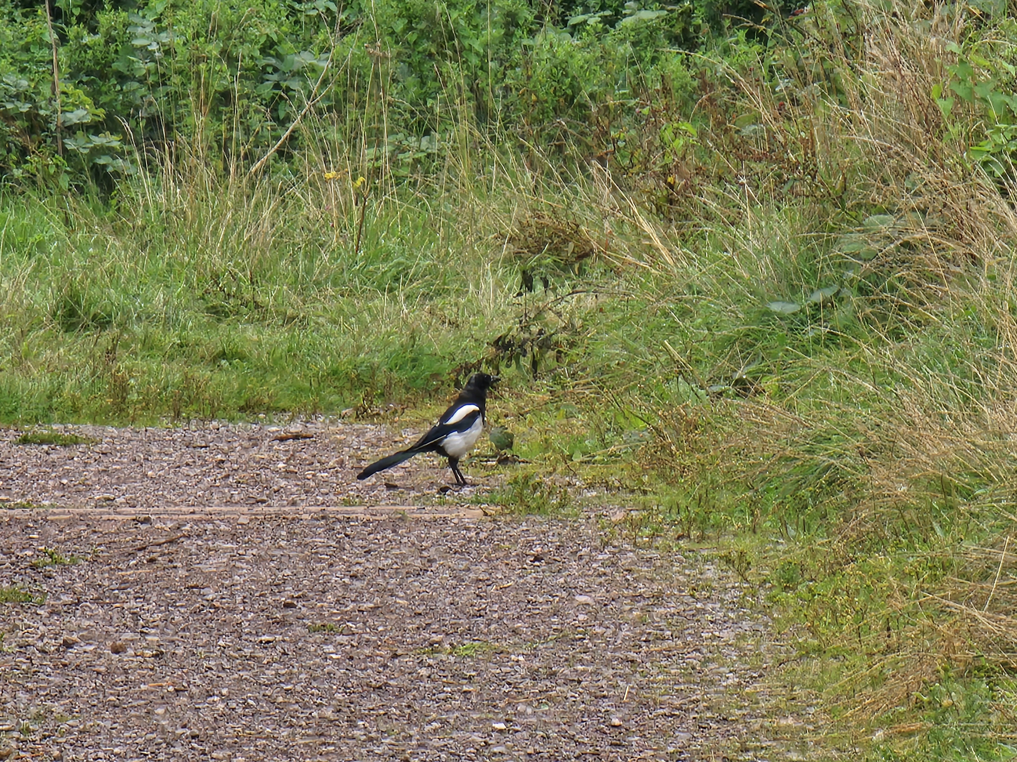 I saw a magpie get shot on my roof and it terrified me