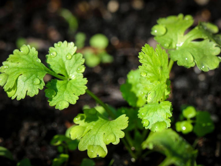 Beneficios del cilantro: para qué sirve, cómo se consume y ...