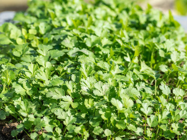 Beneficios del cilantro: para qué sirve, cómo se consume y ...
