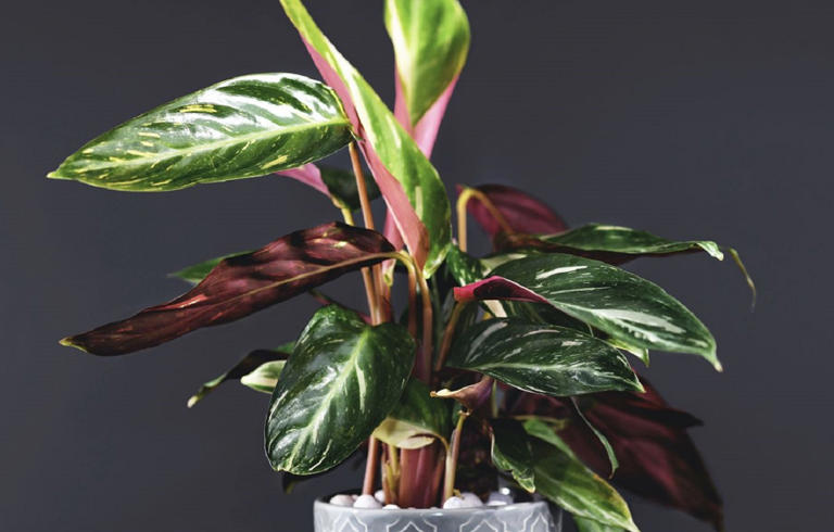 Hábitat natural de la Calathea: cómo influye en sus cuidados en casa